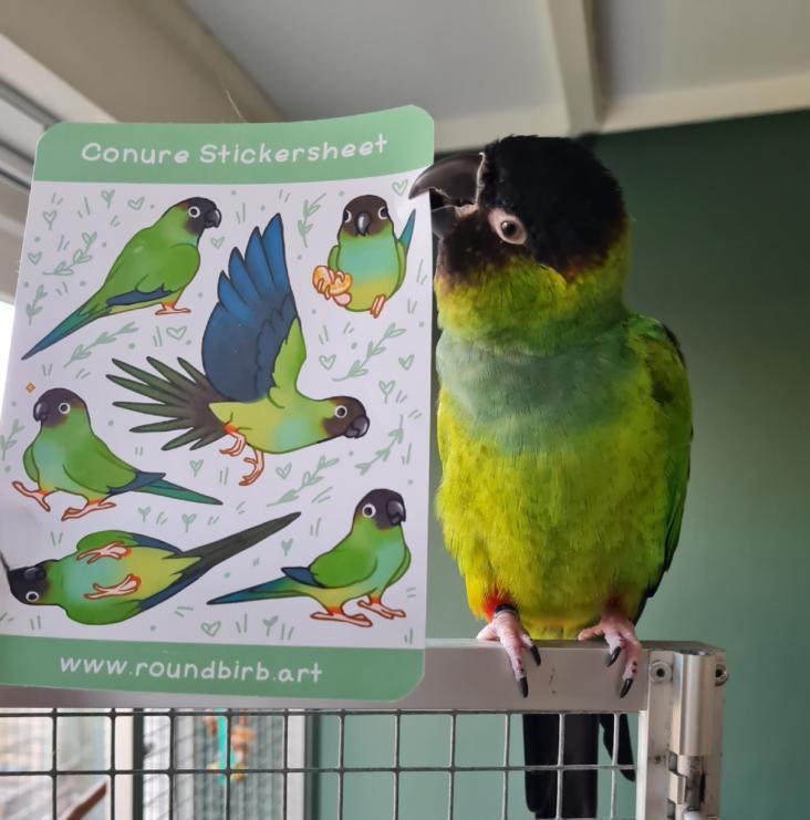 roundbirbart